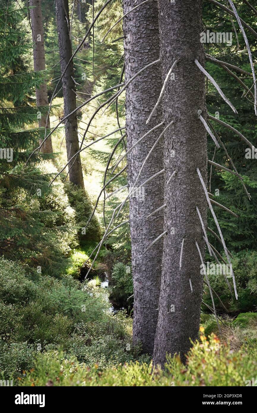 Old spruce trees hi-res stock photography and images - Alamy