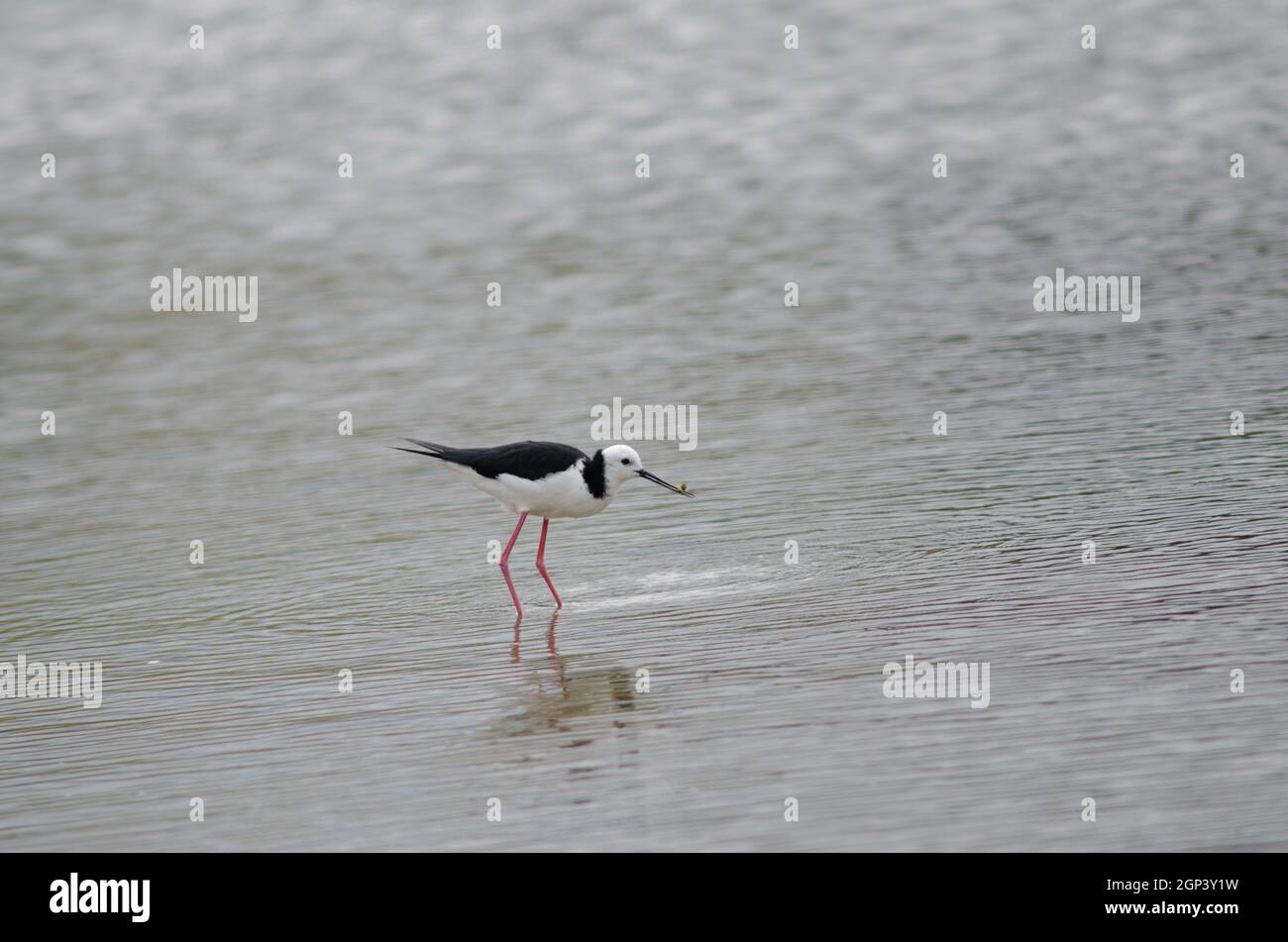 Pied stilt Himantopus leucocephalus catching a tunnelling mud crab ...