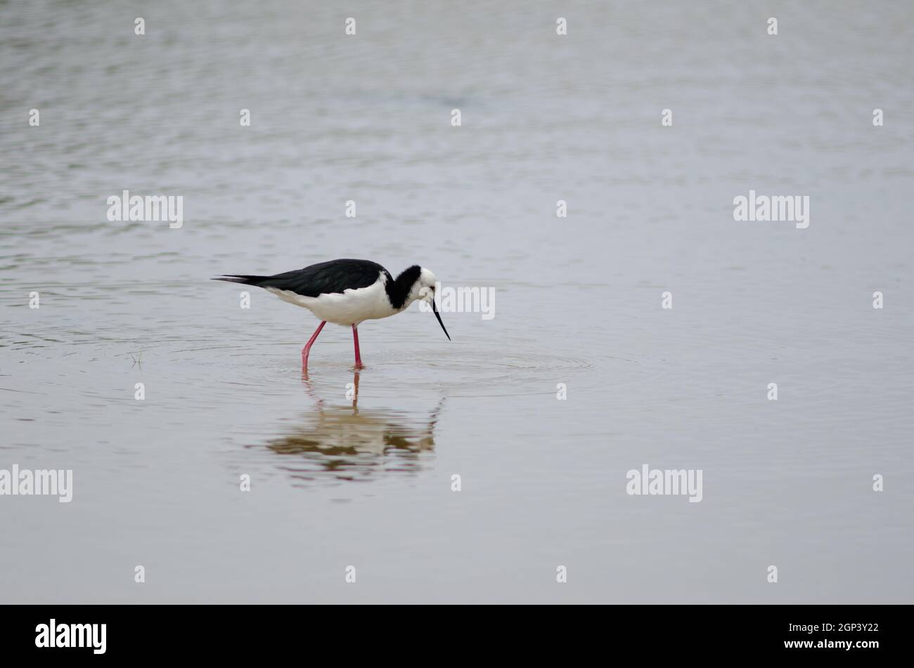 Pied stilt Himantopus leucocephalus. Hoopers Inlet. Otago Peninsula ...