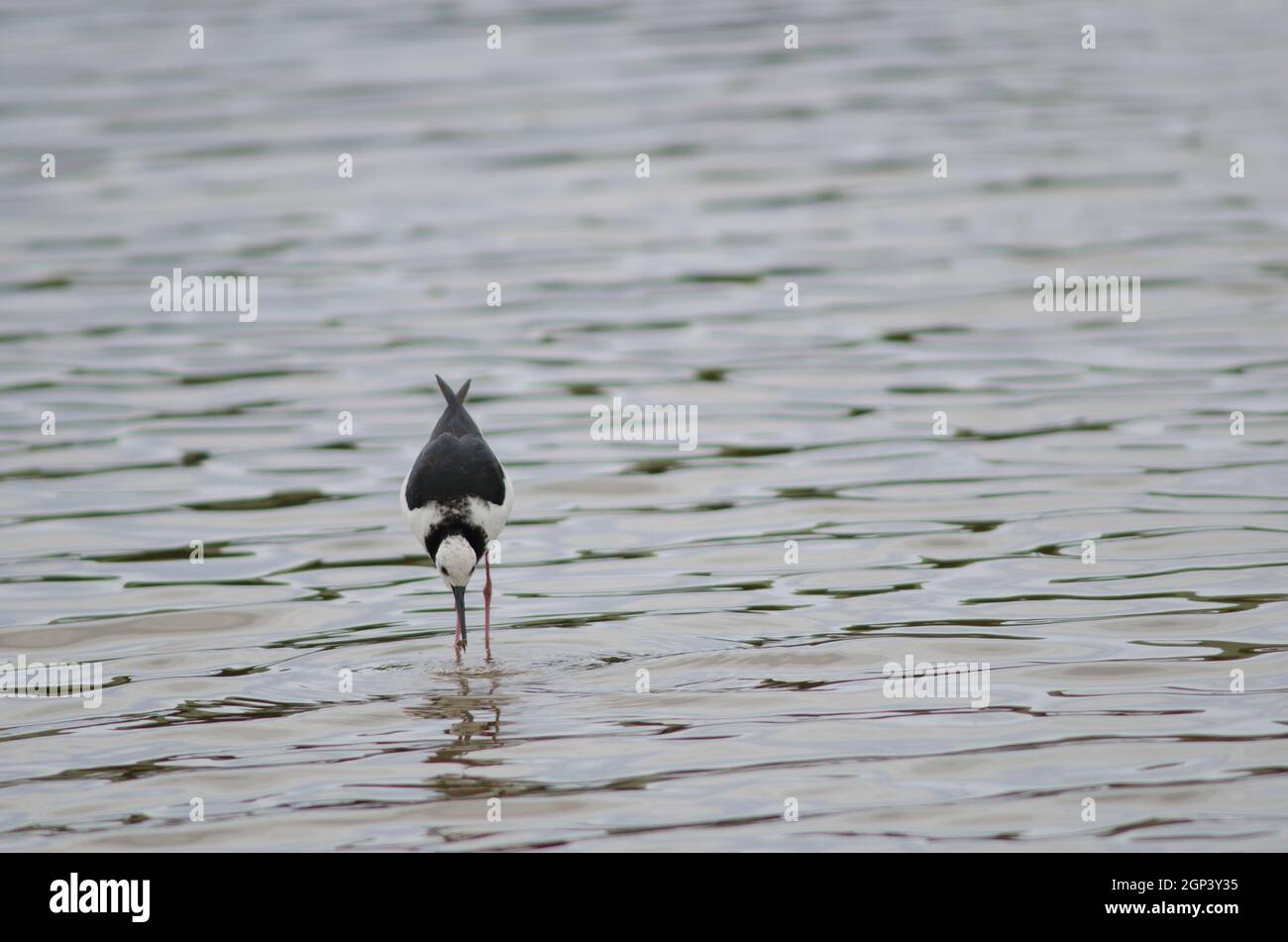 Pied stilt Himantopus leucocephalus catching a tunnelling mud crab ...