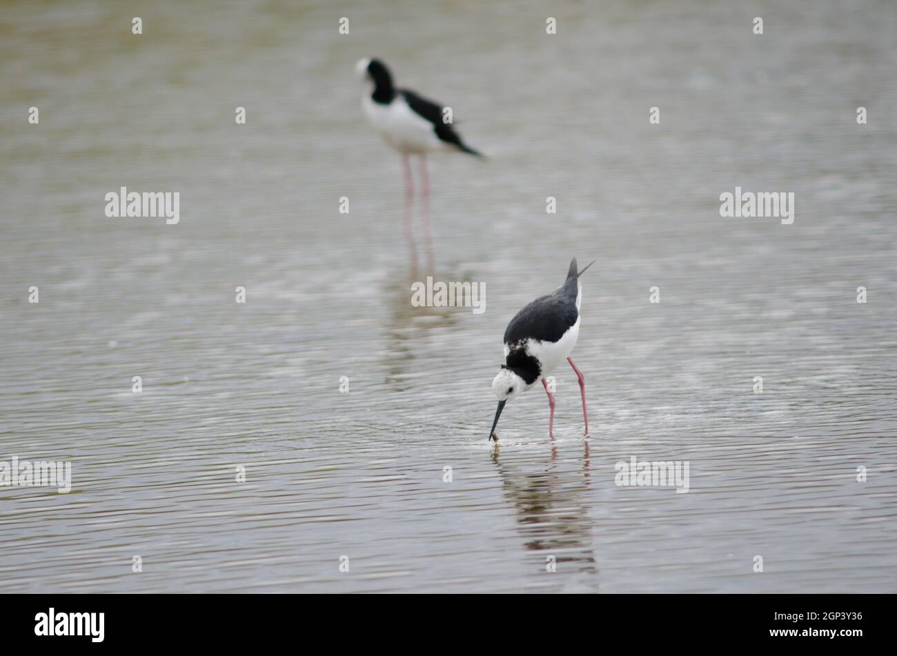 Pied stilt Himantopus leucocephalus catching a tunnelling mud crab ...