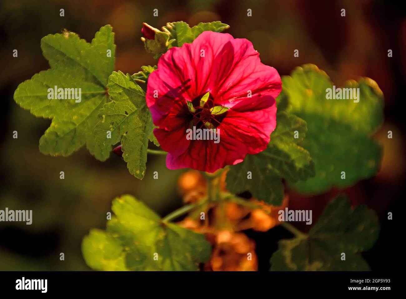 mallow, medicinal plant flower Stock Photo - Alamy