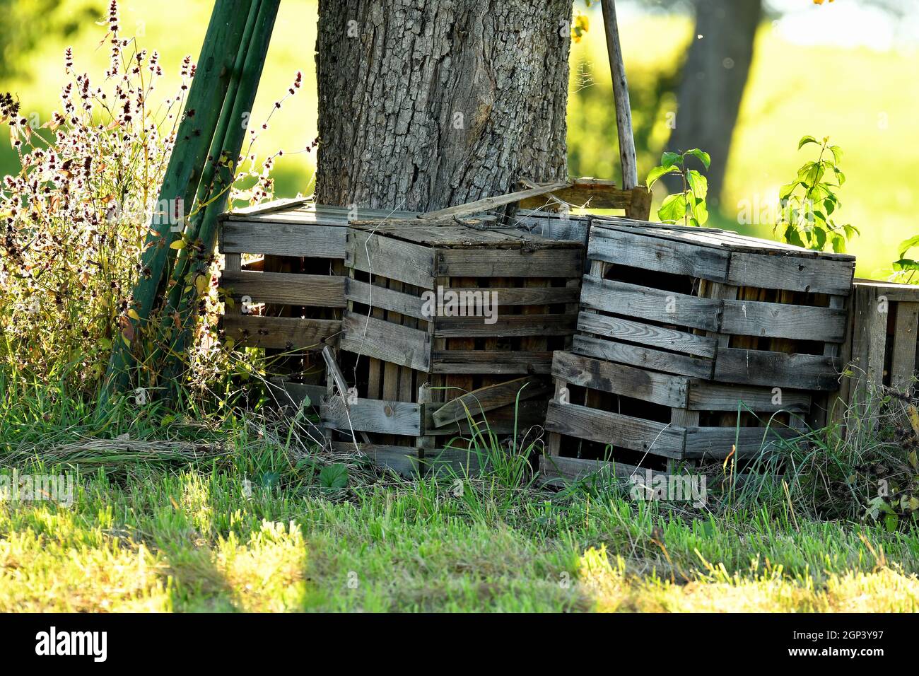 empty fruit boxes with ladder on a meadow Stock Photo - Alamy