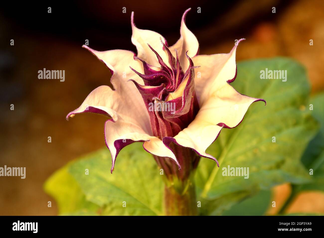 Downy thorn apple flower hi-res stock photography and images - Alamy