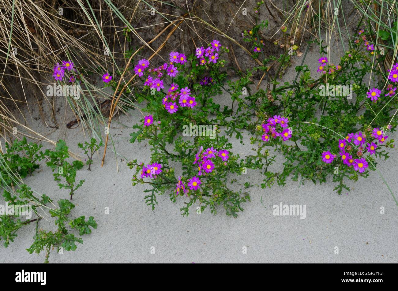 Rerpurple ragwort Senecio elegans in bloom. Allans Beach. Otago ...