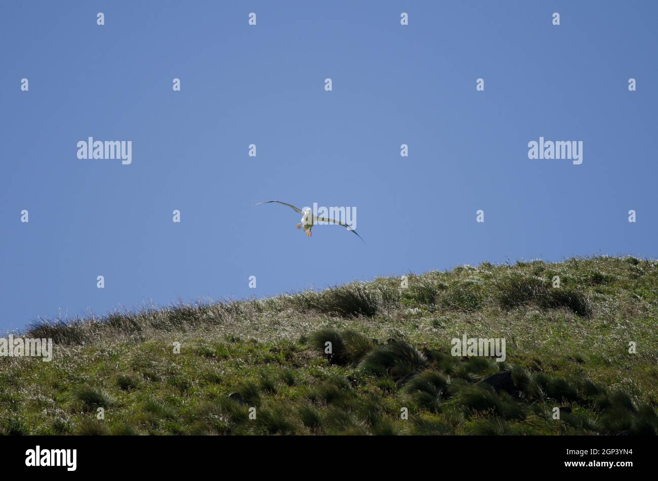 Northern royal albatross Diomedea sandfordi landing. Taiaroa Head ...