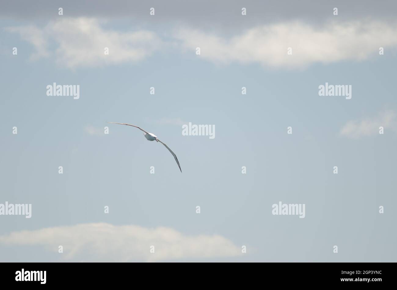 Northern royal albatross Diomedea sandfordi. Taiaroa Head Wildlife ...