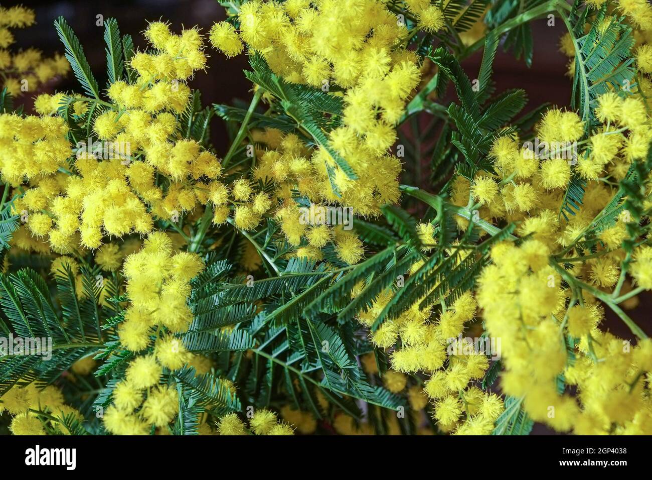 splendid bouquet of yellow mimosas, symbol of women's day Stock Photo ...