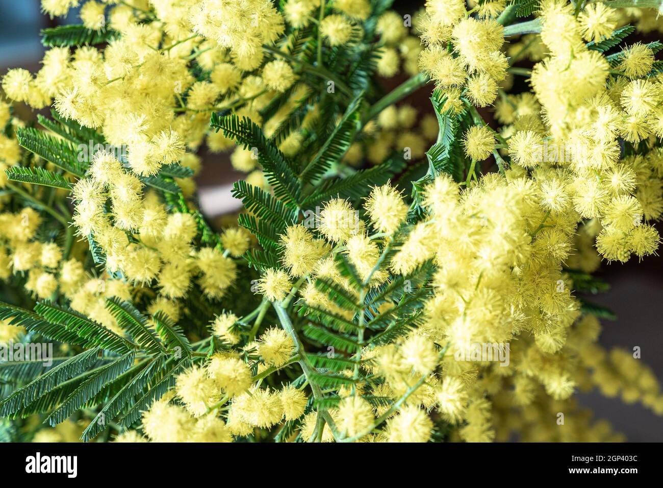 splendid bouquet of yellow mimosas, symbol of women's day Stock Photo ...