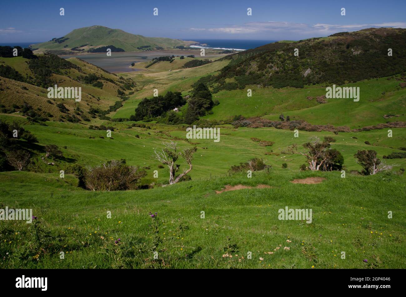 Landscape in Otago Peninsula. Otago. South Island. New Zealand Stock ...