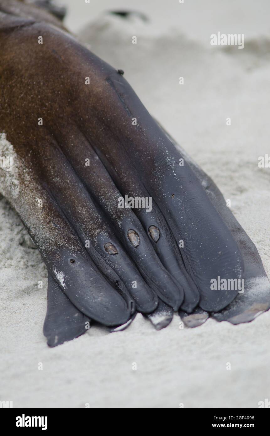 Hind flippers of a New Zealand sea lion Phocarctos hookeri. Sandfly Bay ...