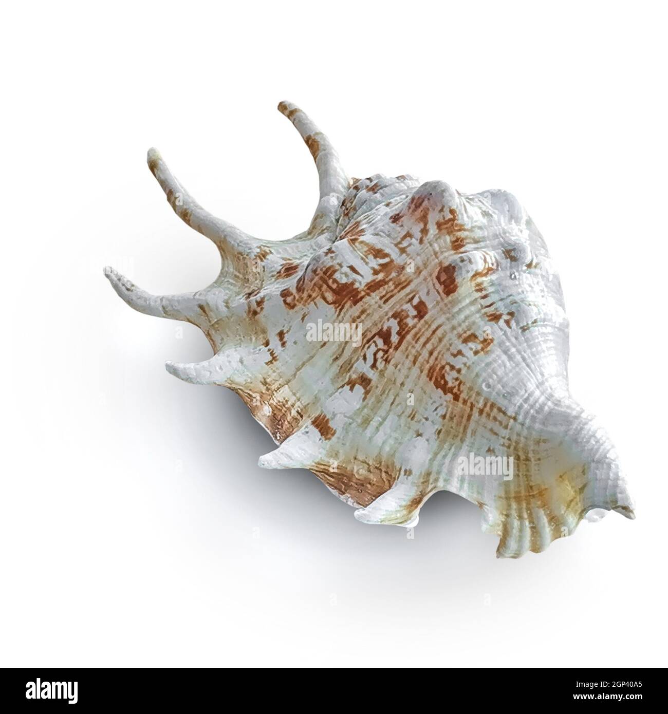 Beautiful white sea shell with brown pattern. Close-up. Isolated on a ...