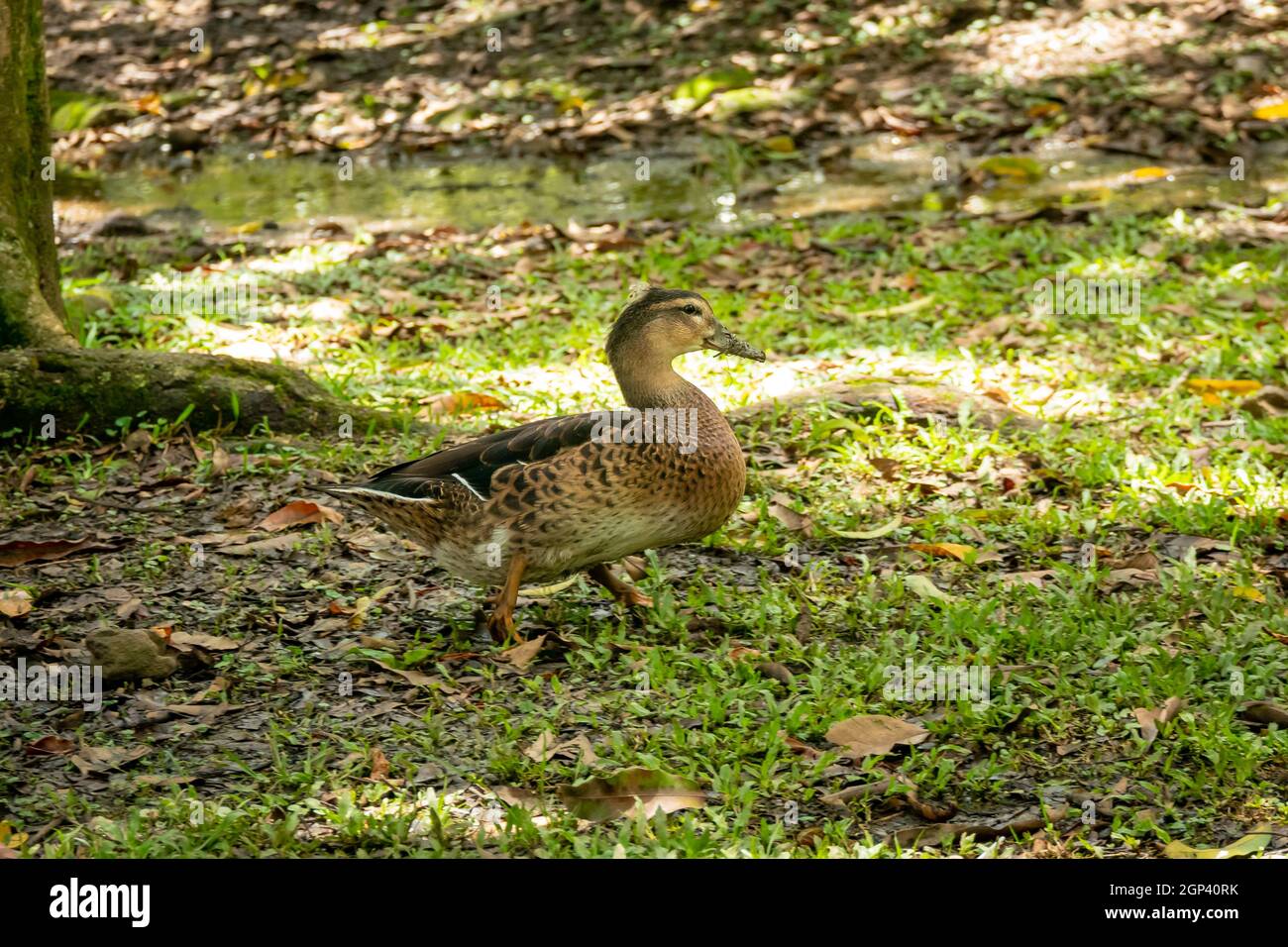 Quack Pack Ducks By Nature