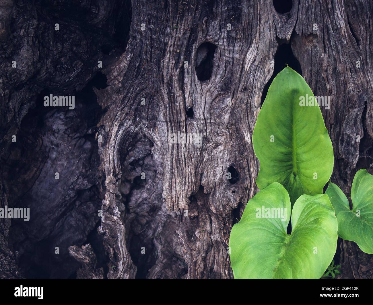 Texture with green leaves of arum and an old olive tree trunk Stock ...