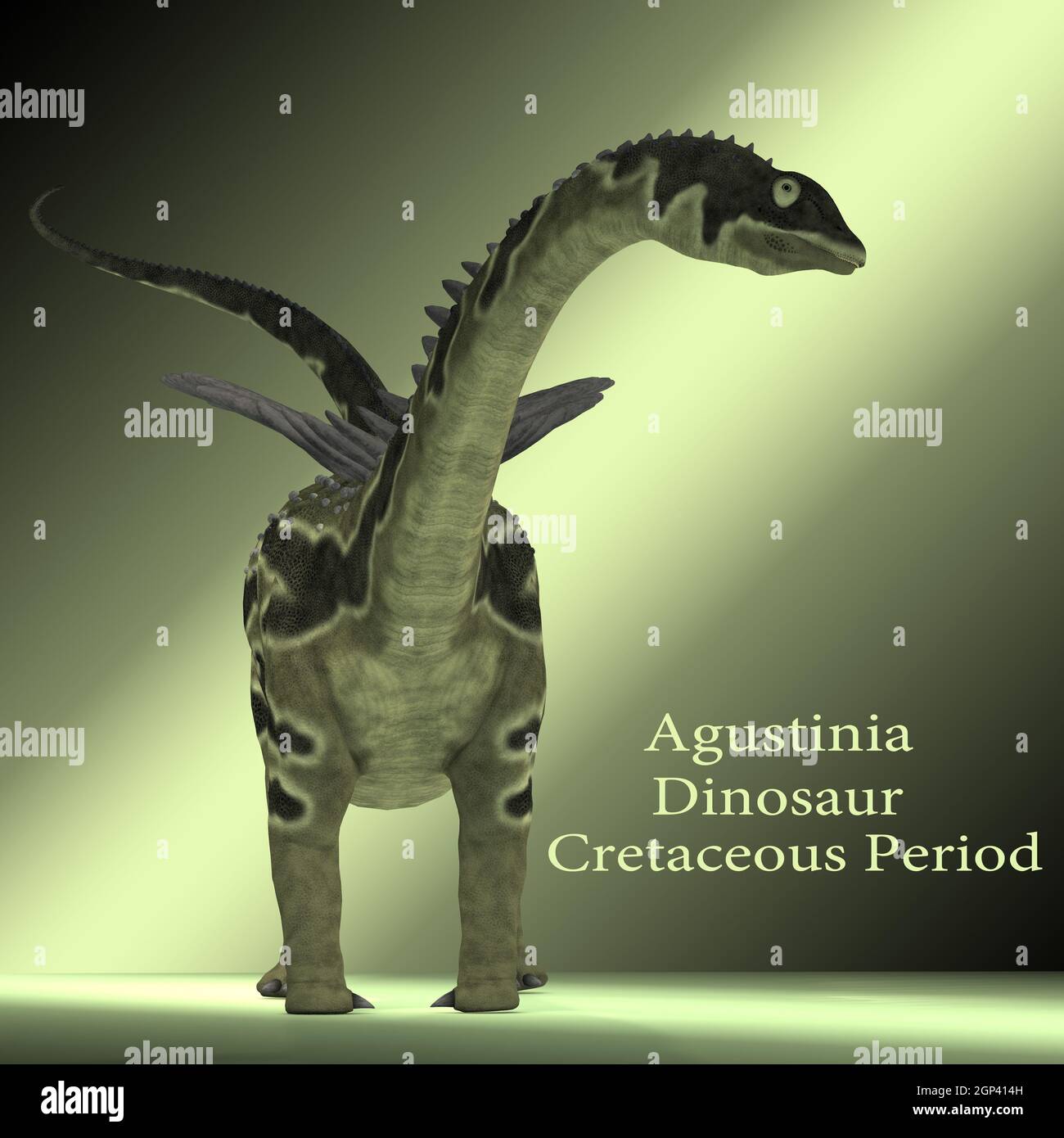 Agustinia was a herbivorous sauropod dinosaur that lived in South ...