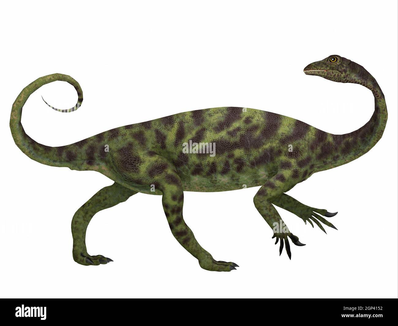 Anchisaurus was a omnivorous prosauropod dinosaur that lived in the ...