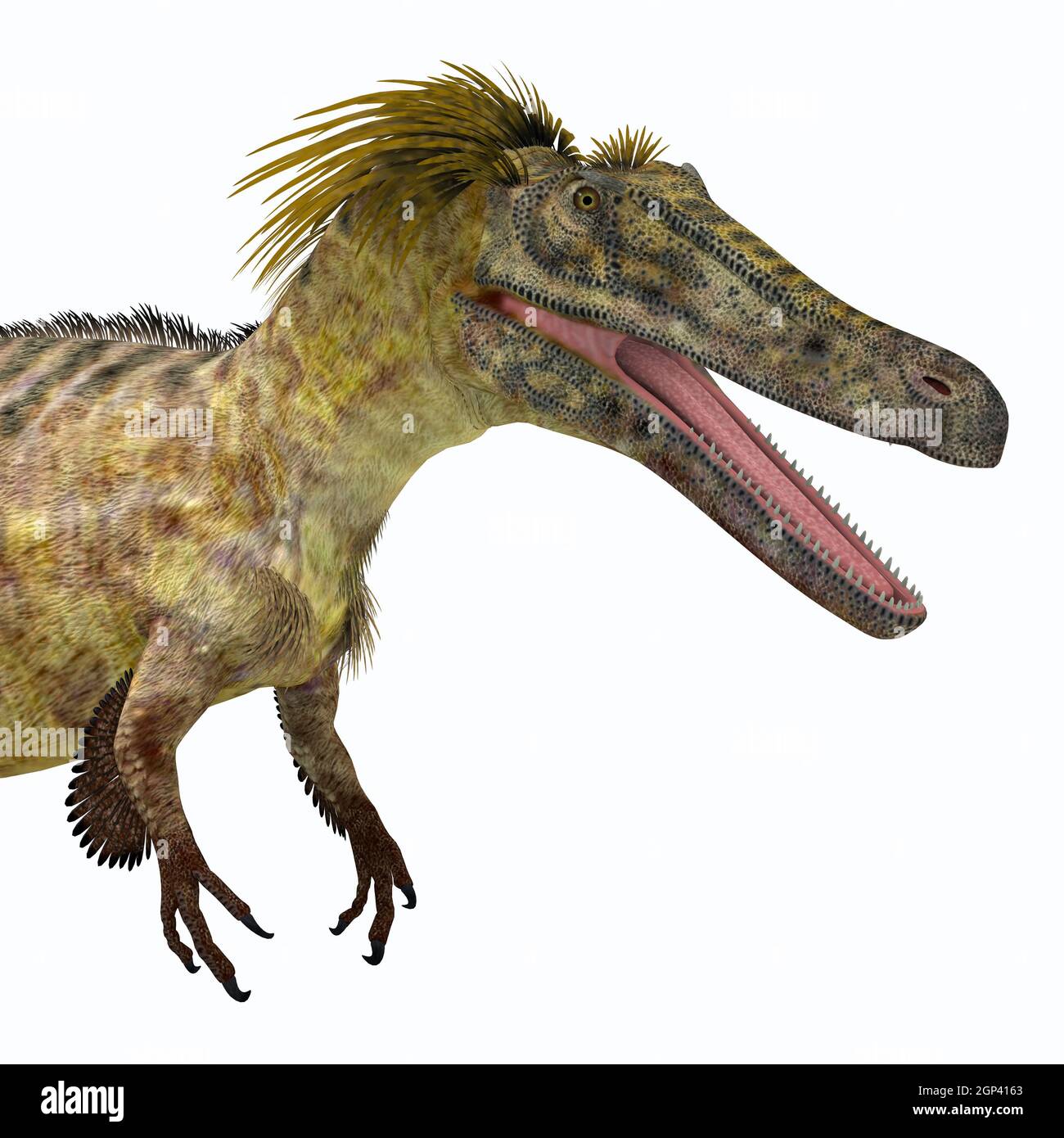 Austroraptor hi-res stock photography and images - Alamy