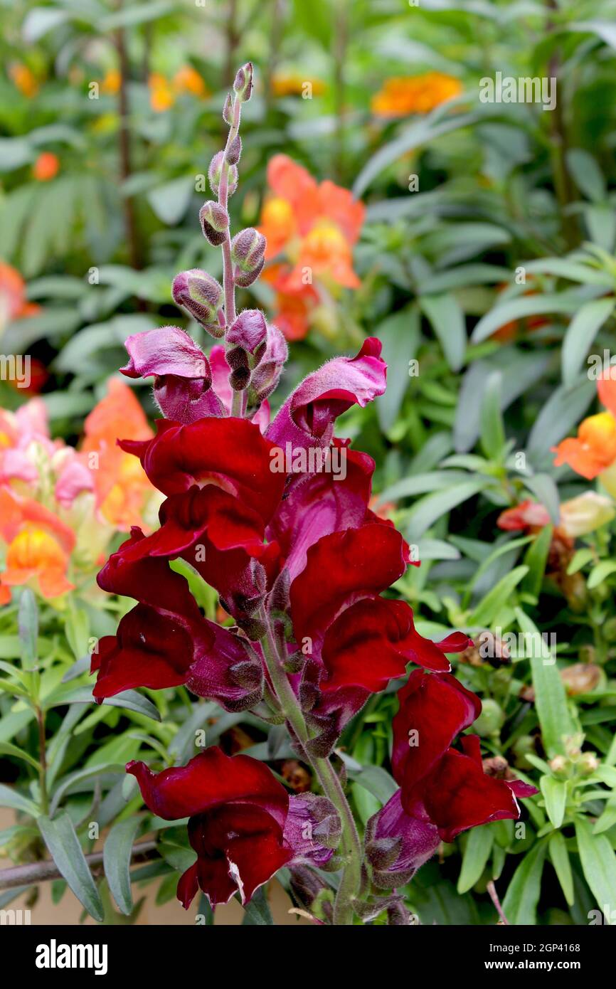 Flower native to north africa hi-res stock photography and images - Alamy