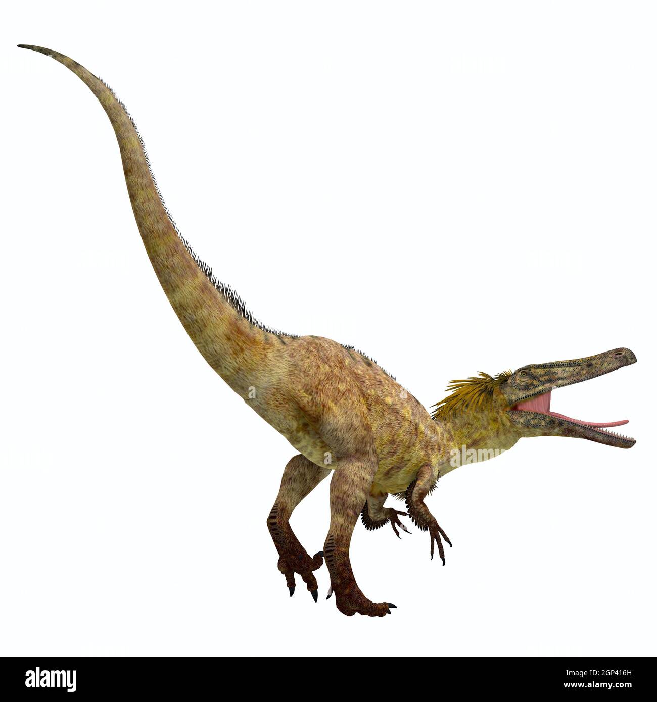 Austroraptor was a carnivorous theropod dinosaur that lived in ... Austroraptor was a carnivorous theropod dinosaur that lived in ...