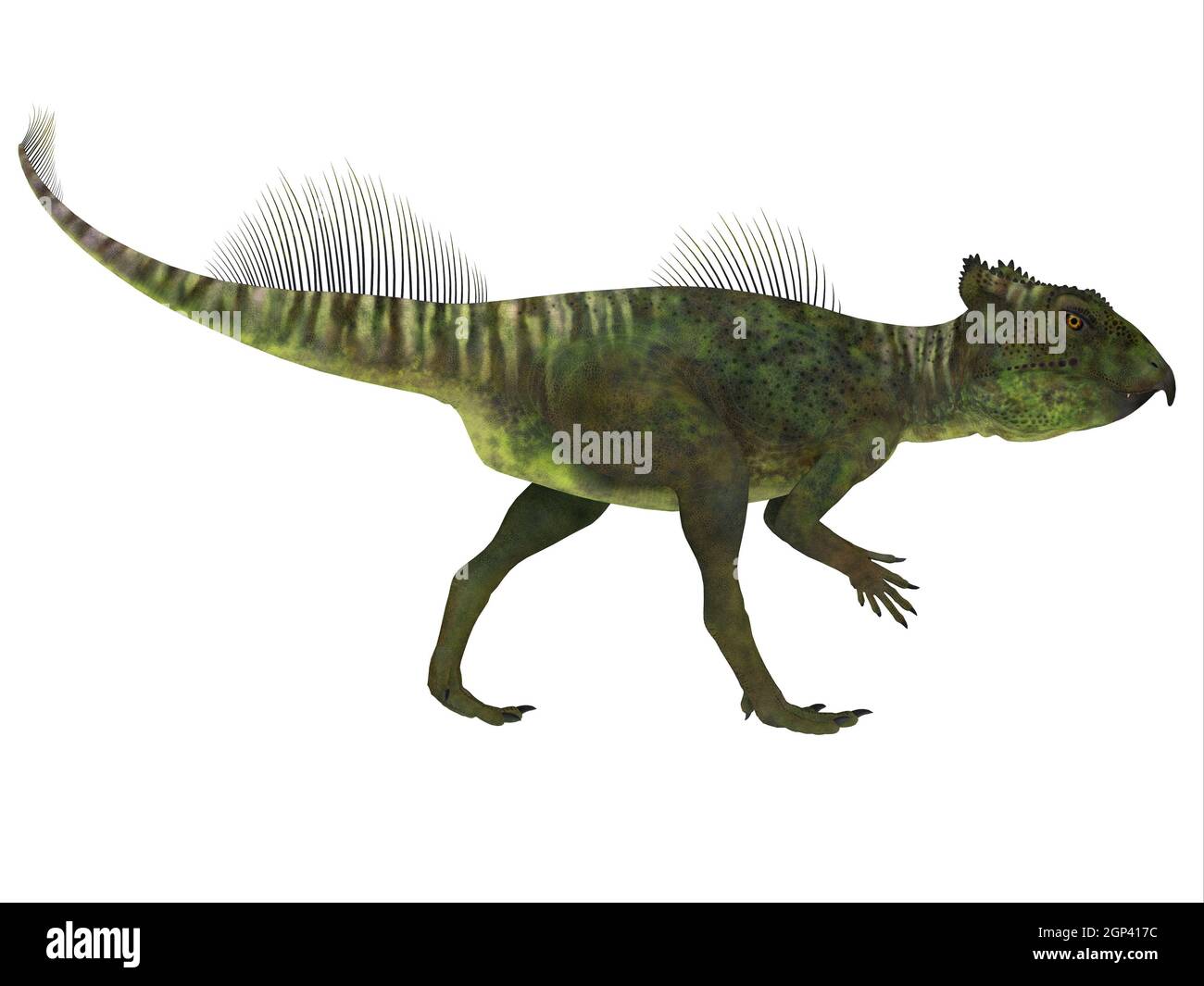 Archaeoceratops was a Ceratopsian herbivorous dinosaur that lived in ...