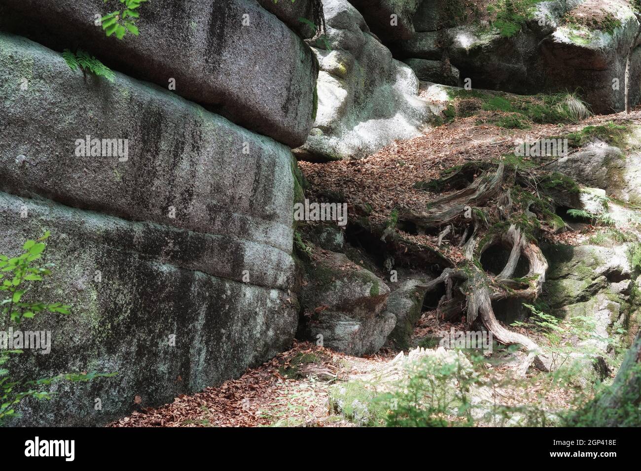September in the Giant Mountains, roots of an old tree among rocks ...