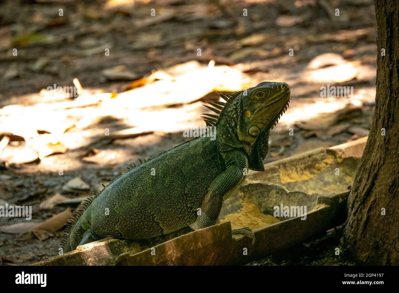 Green Iguana (Iguana Iguana) Large Herbivorous Lizard Staring on the ...