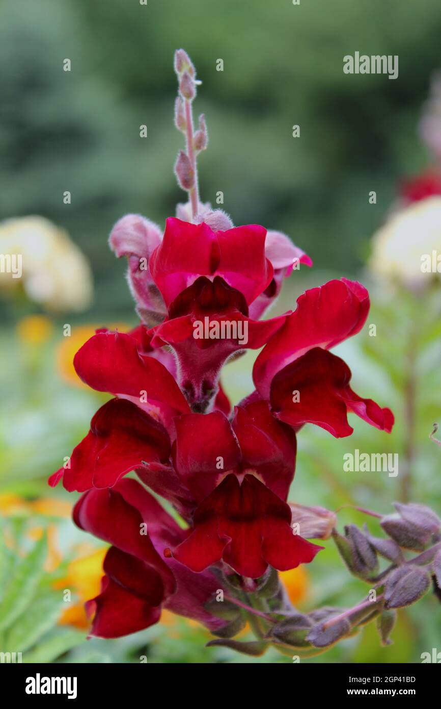 Dark red snapdragons hi-res stock photography and images - Alamy