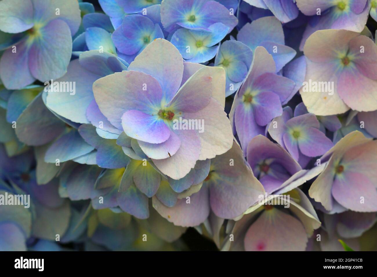 Many blooms throughout summer hi-res stock photography and images - Alamy