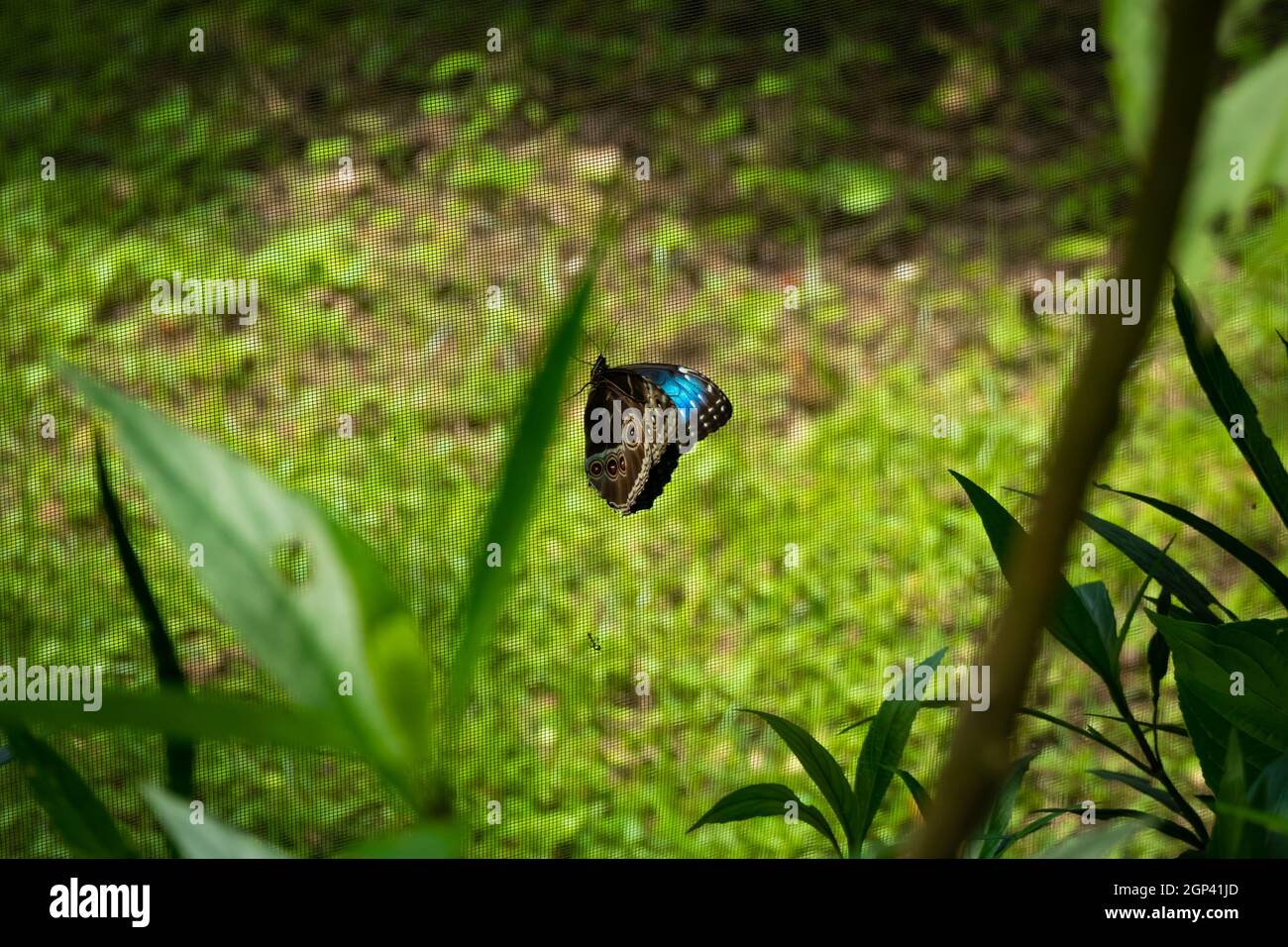 The Peleides Blue Morpho, Know as Common Morpho or the Emperor (Morpho ...