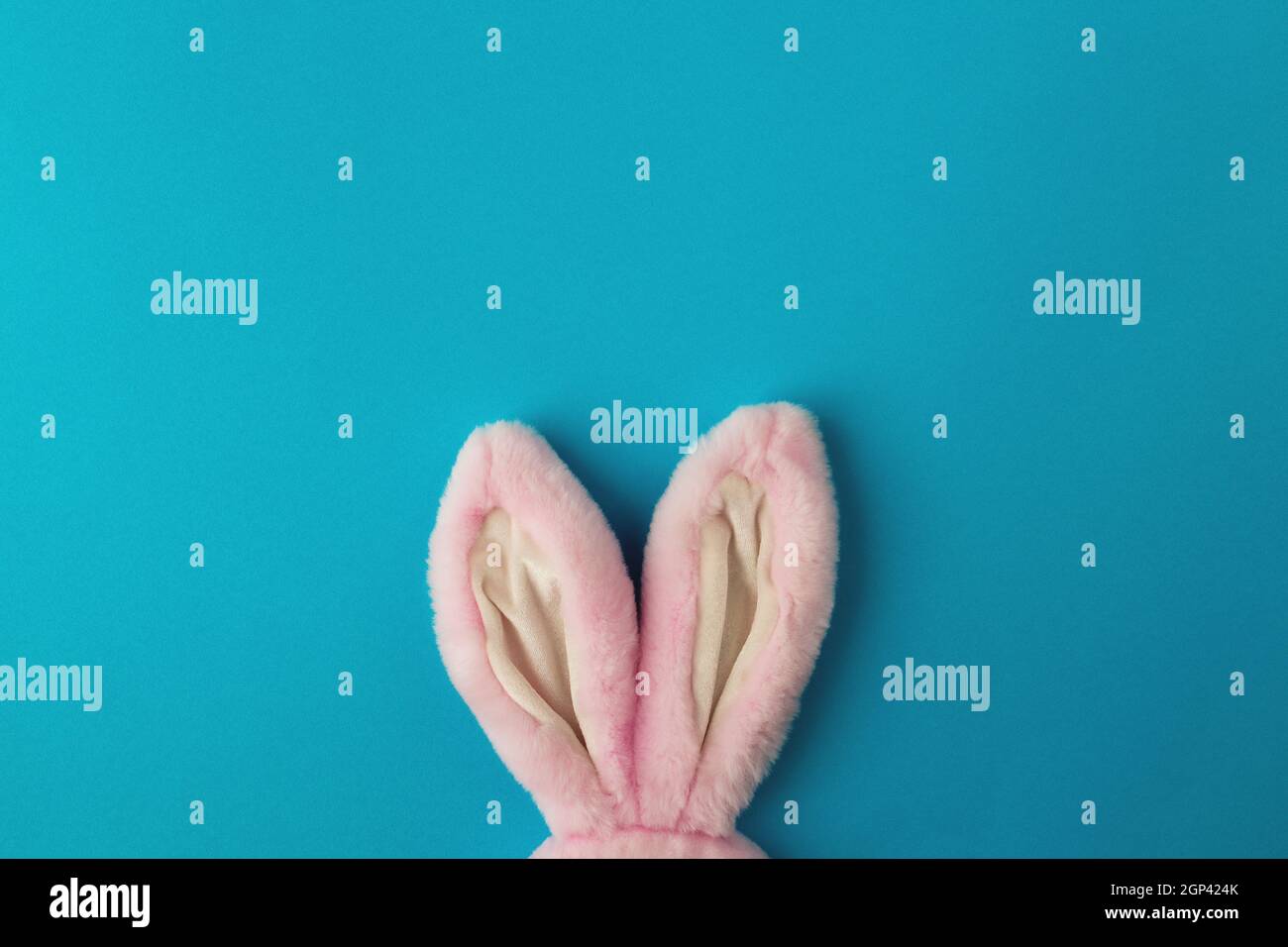 Pink Easter bunny ears on the blue background. High quality photo Stock ...