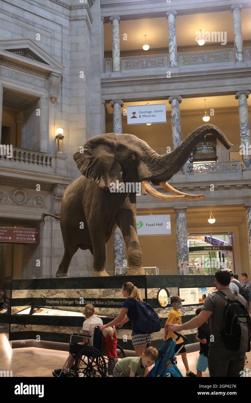 Elephant natural history museum washington hi-res stock photography and ...