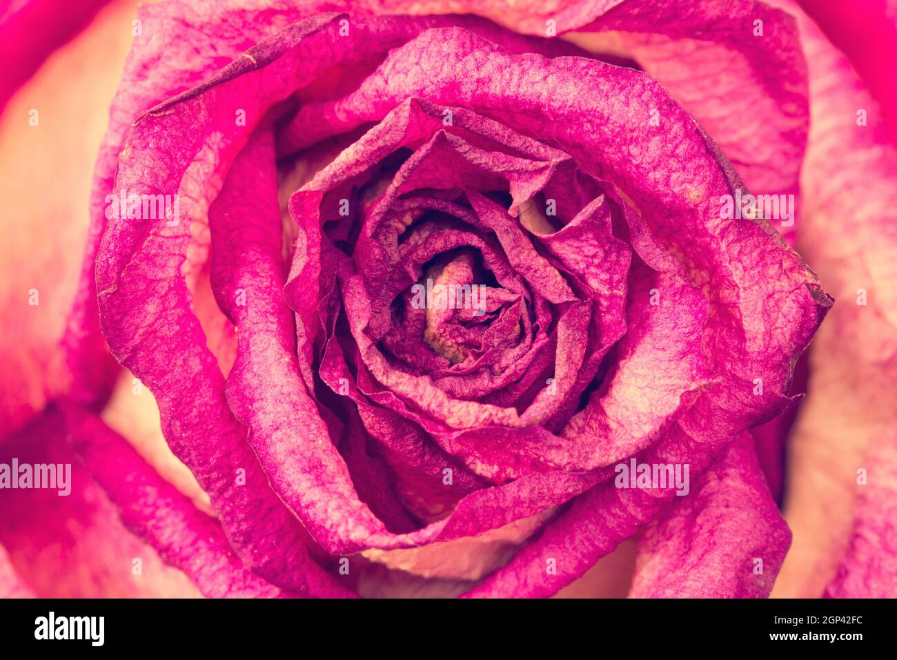 Beautiful dead rose close up for background Stock Photo - Alamy