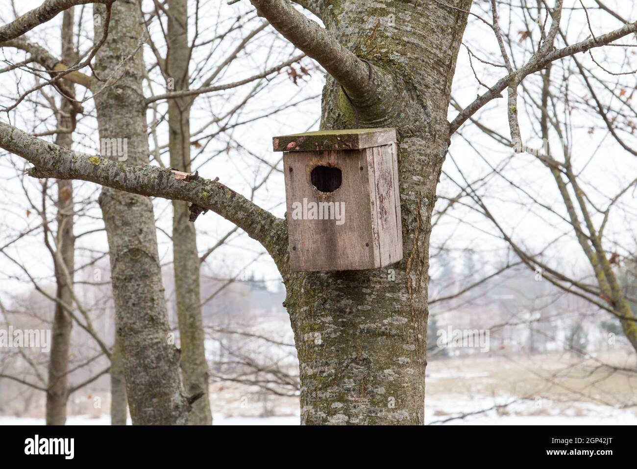 Little bird house on a tree in winter park Stock Photo - Alamy