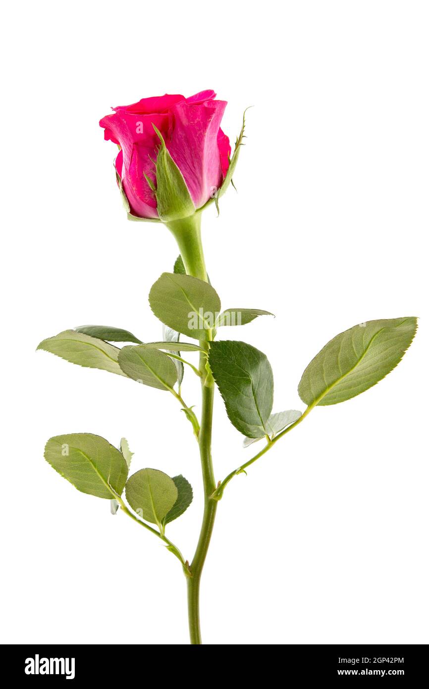 Single beautiful rose isolated on white background Stock Photo - Alamy