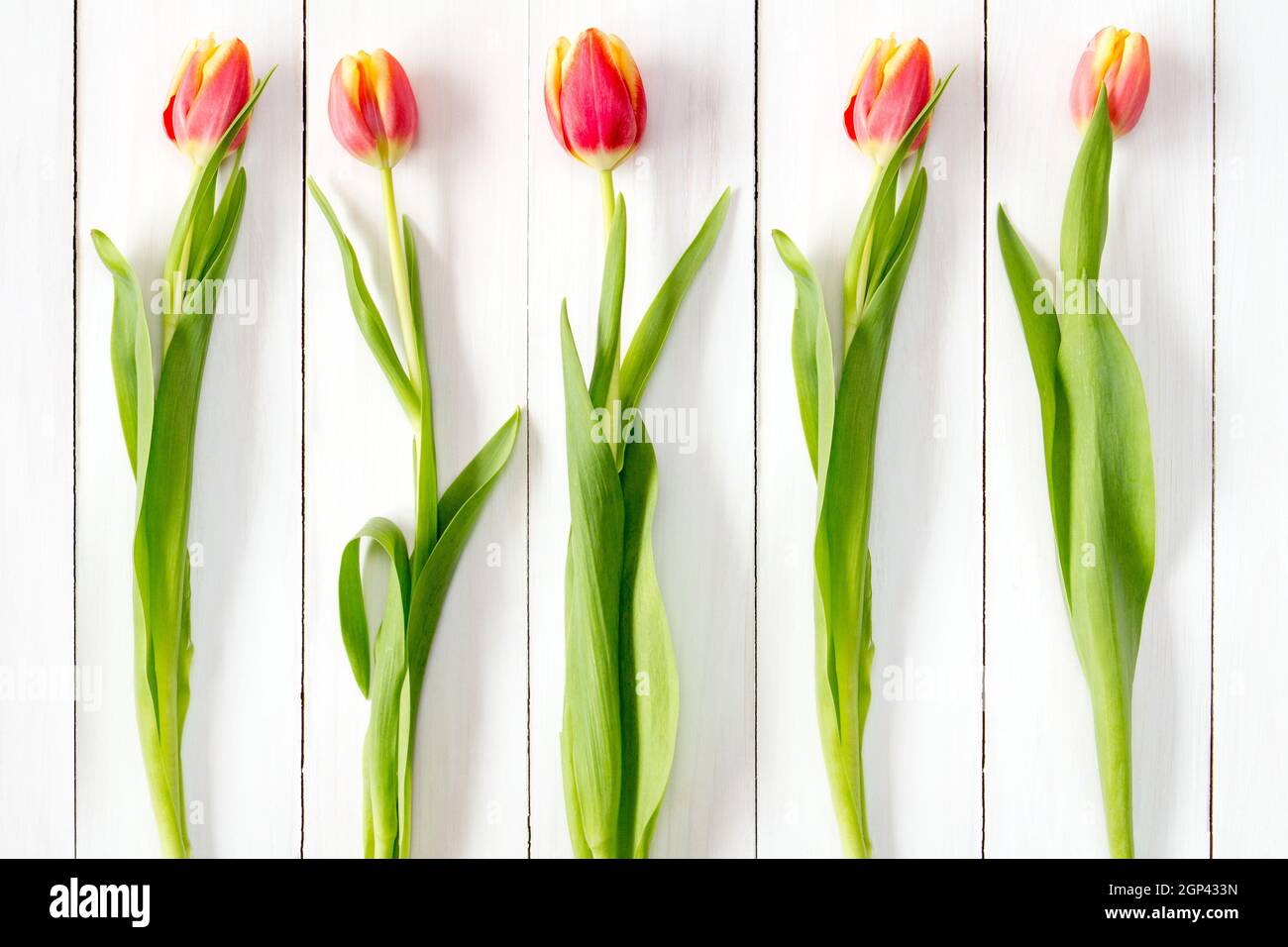 Nature spring background with blooming tulips and wooden wall Stock ...