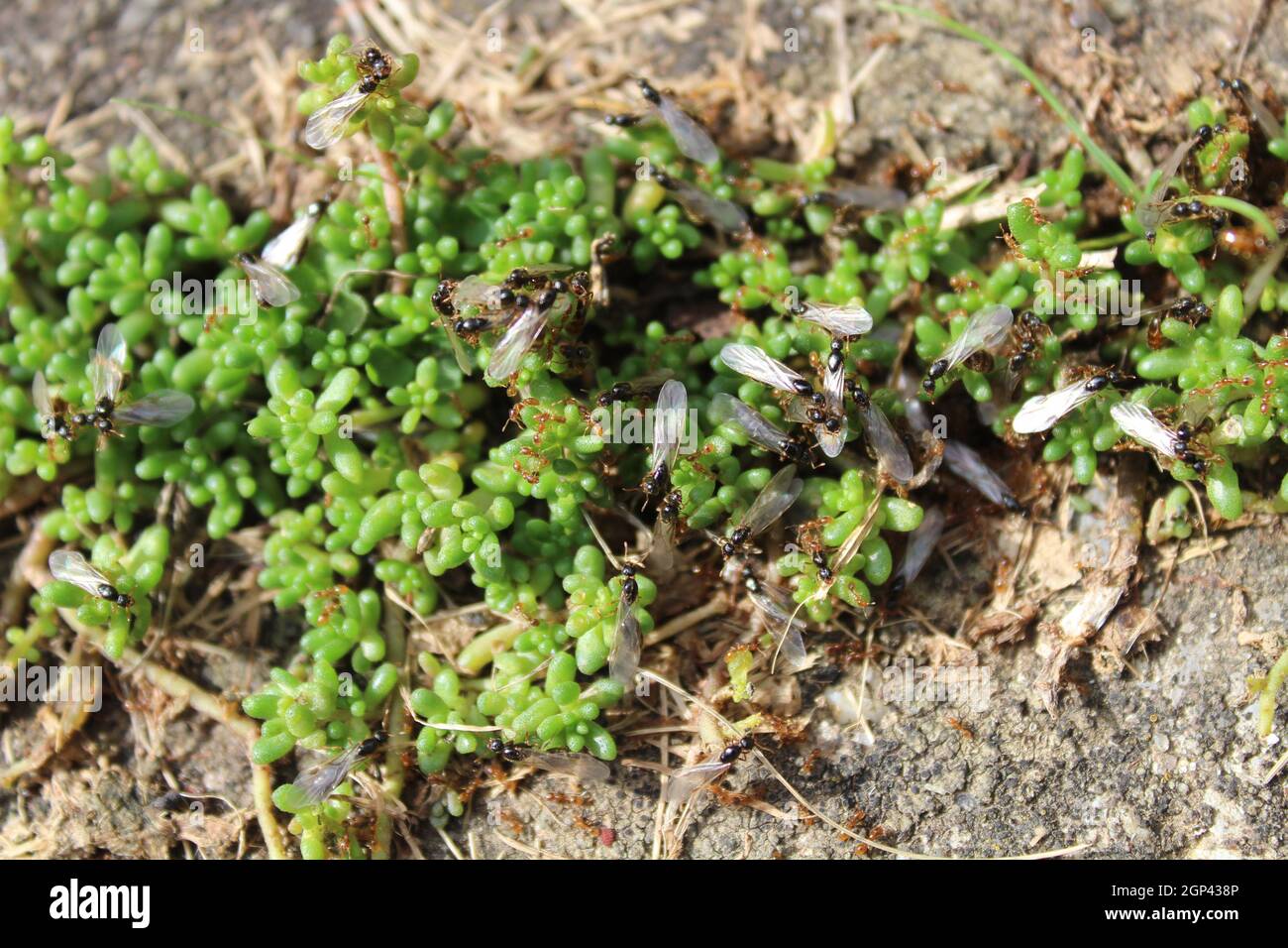 Flying ants hi-res stock photography and images - Alamy