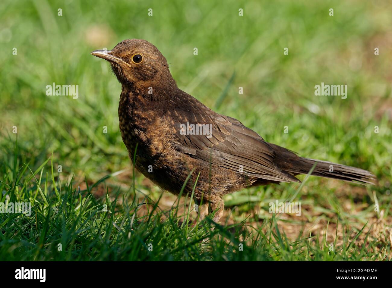 Amselsterben hi-res stock photography and images - Alamy