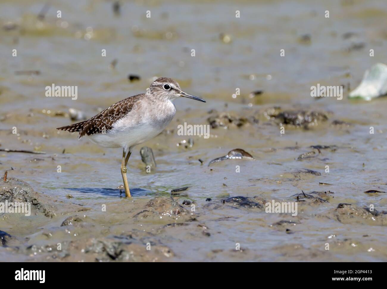 wood sandpiper is a small wader Stock Photo - Alamy