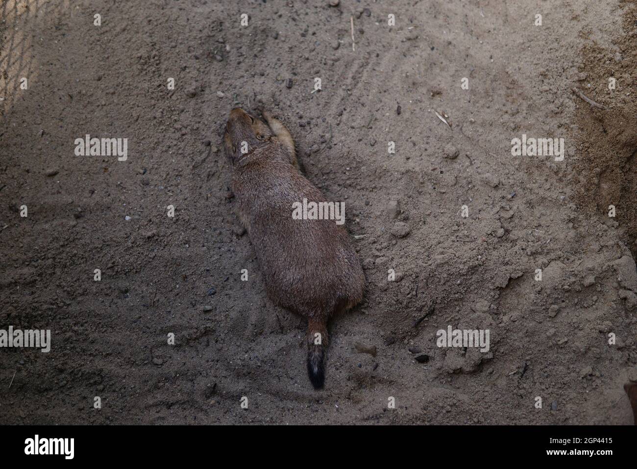 Of a mongoose hi-res stock photography and images - Alamy