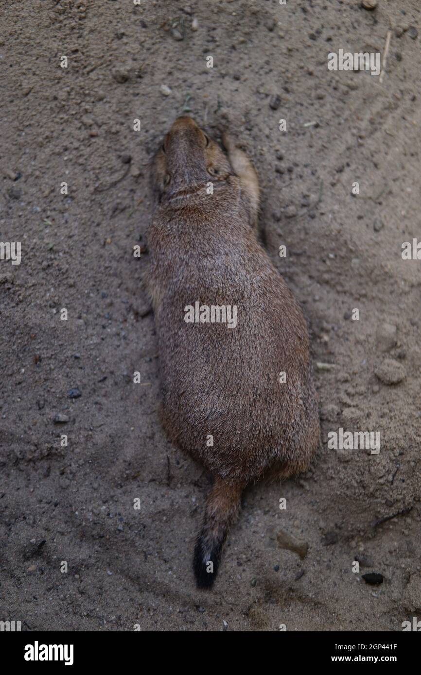 Top view of a mongoose lying on the sand Stock Photo - Alamy