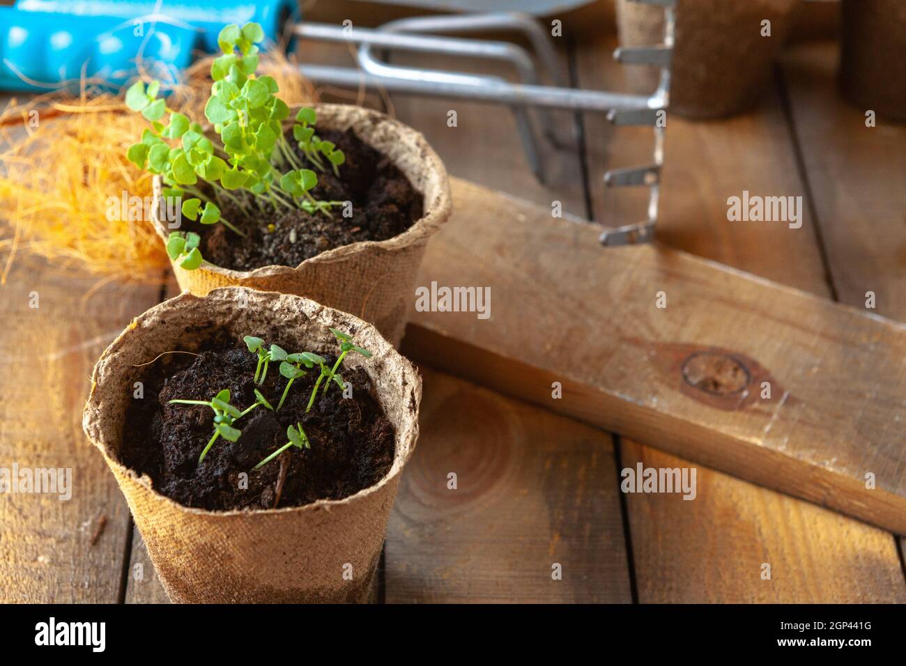 Small green sprouts in pot close up Stock Photo - Alamy