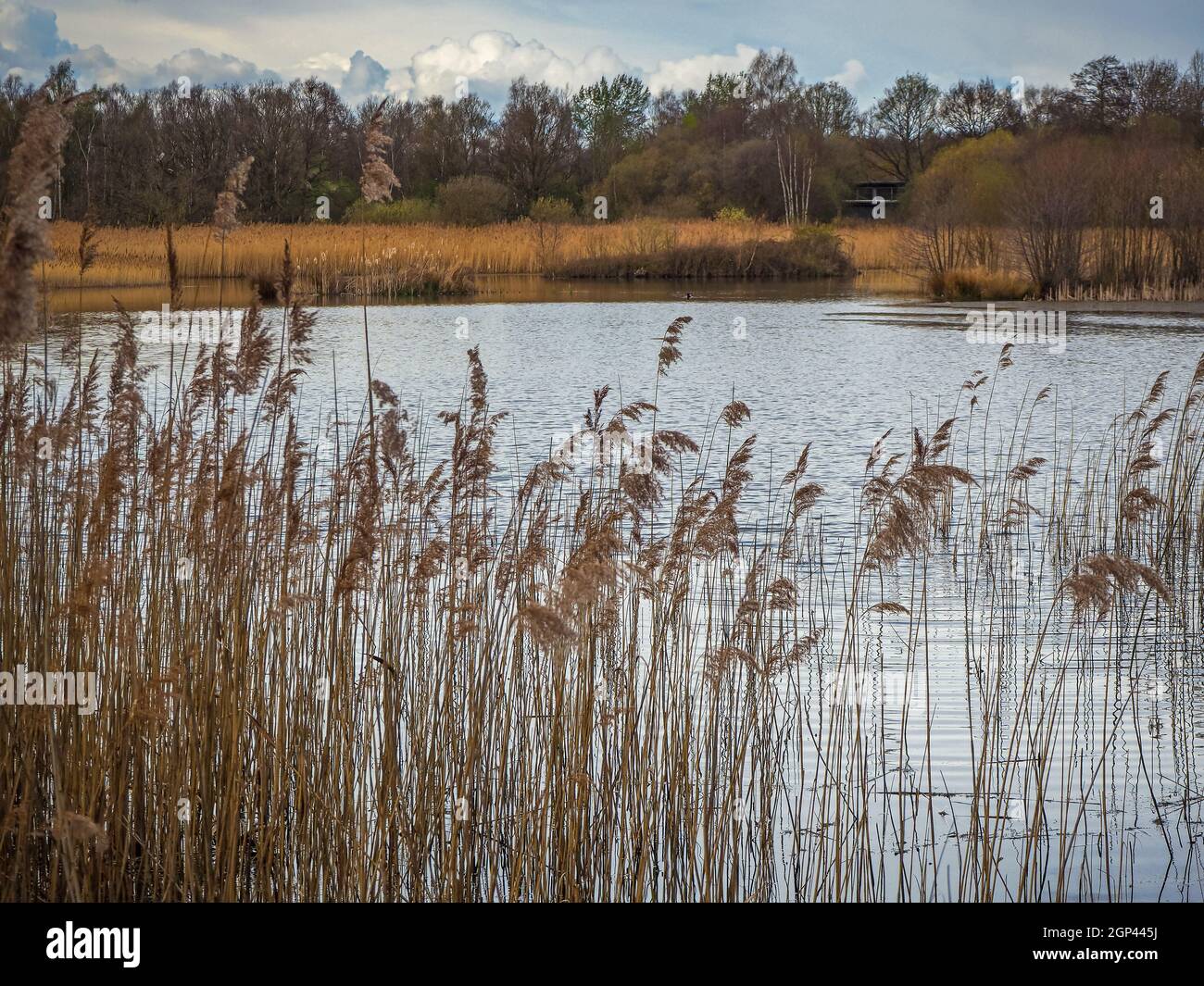 Reeds beside a lake in the wetland nature reserve Potteric Carr in ...