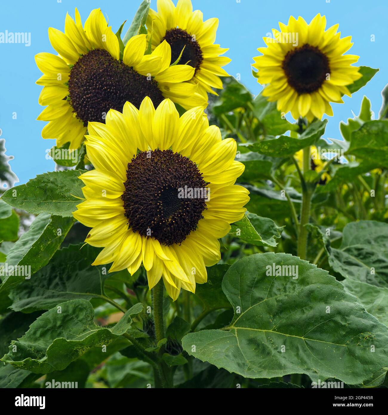 Beautiful large sunflowers flowering in a kitchen garden with a clear ...