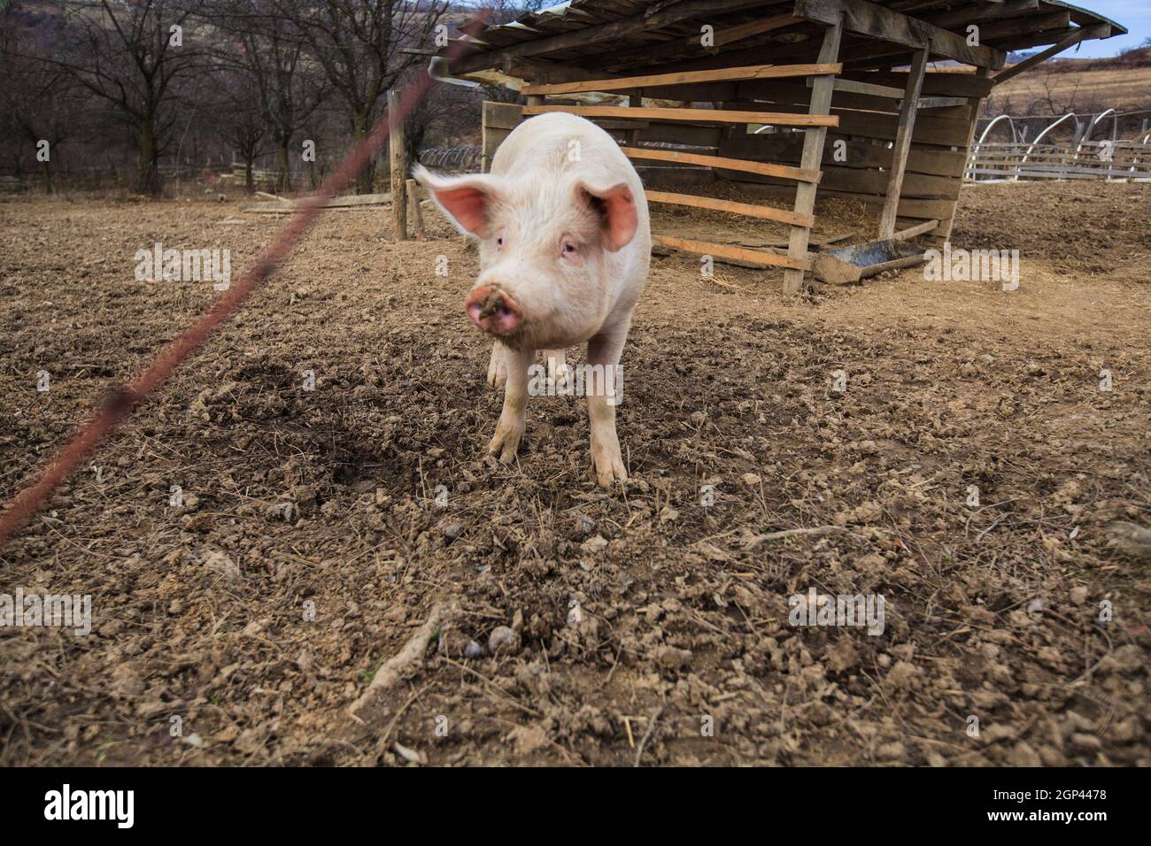 Traditional breed of domestic pigs at rural animal farms Stock Photo ...