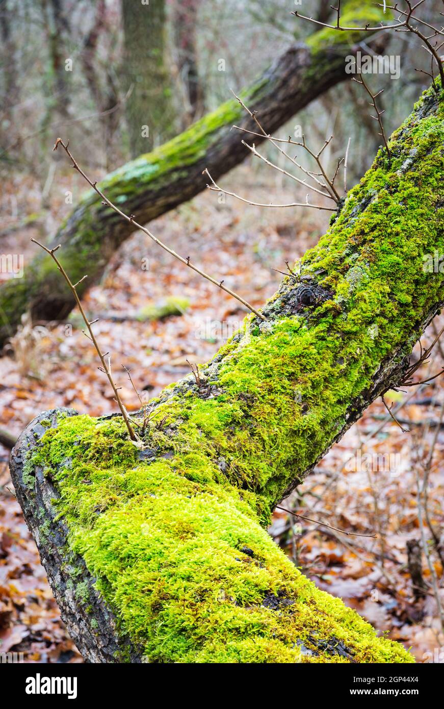 Moss with translucent leaves hi-res stock photography and images - Alamy