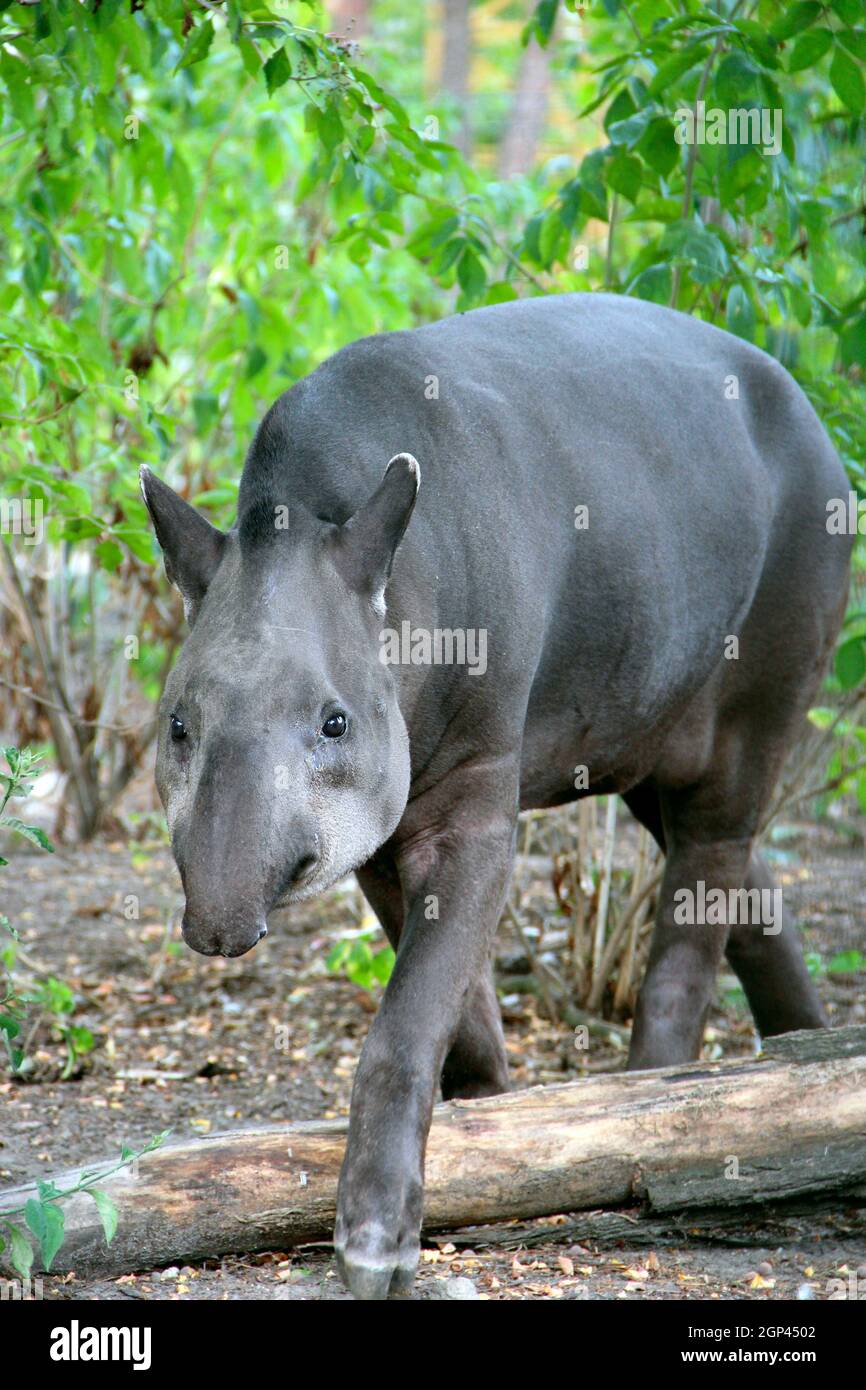 Black tapir living in forest. Closeup portrait of tapir looking into ...