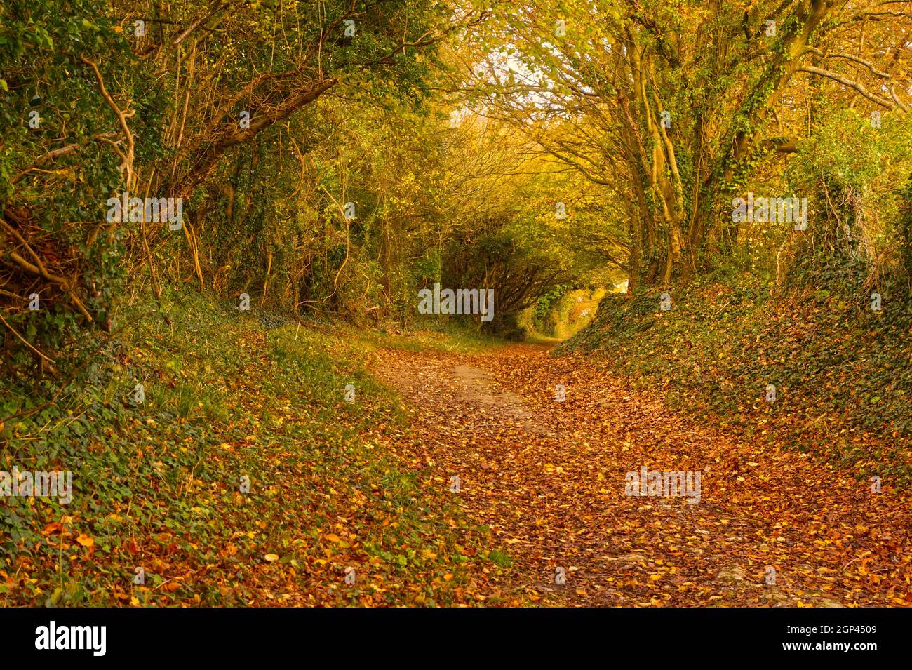 Sunken footpath with overhanging trees forming a tunnel at Halnaker ...