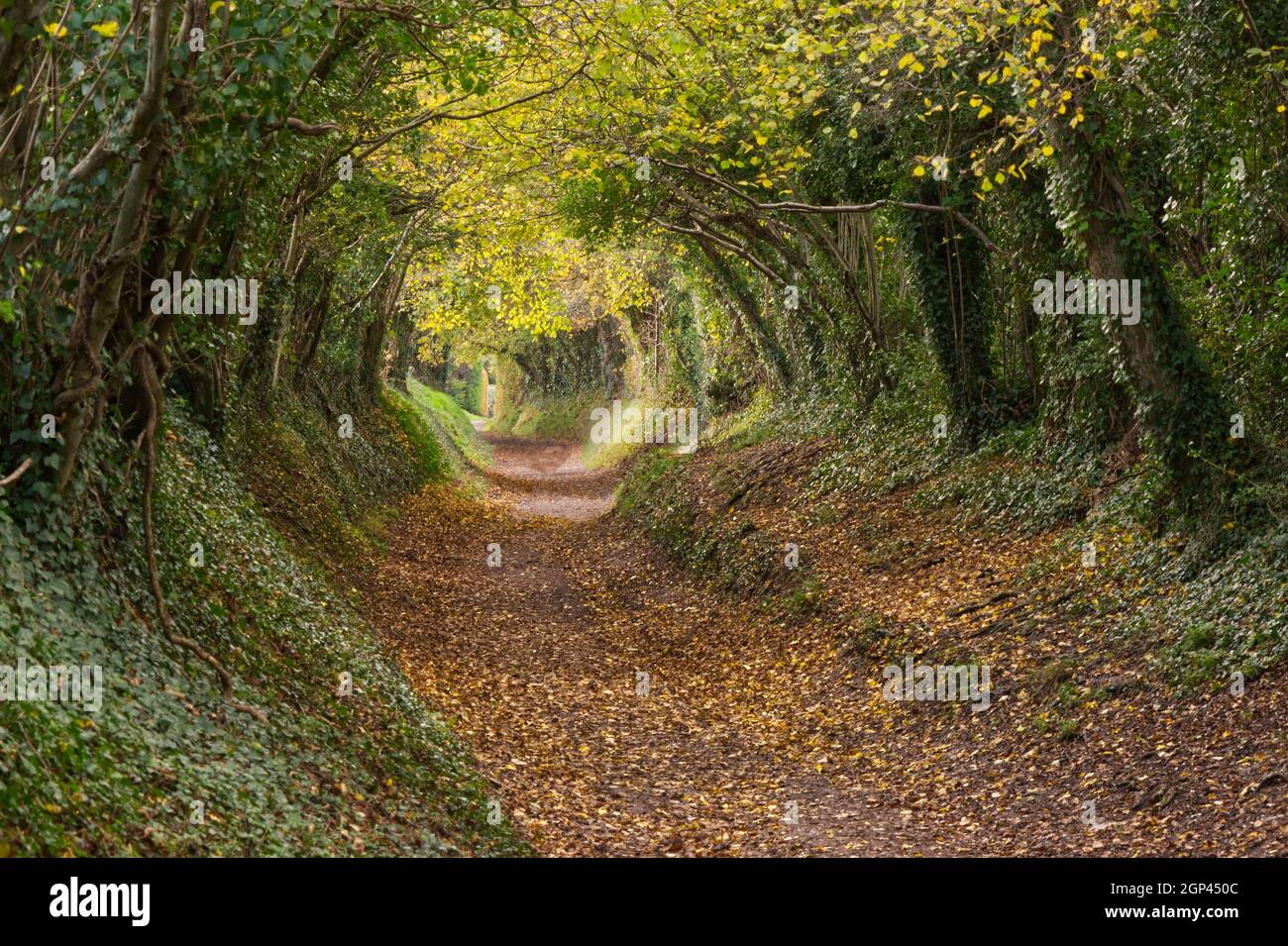 Sunken footpath with overhanging trees forming a tunnel at Halnaker ...