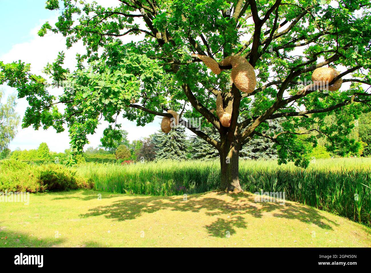 Large oak tree with artificial hornet's nests in summer park. Sprawling ...