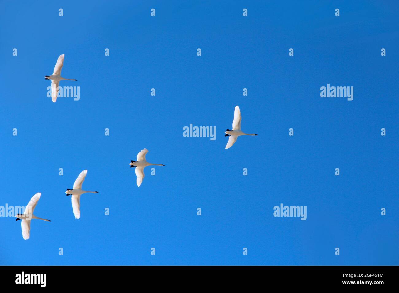 Flock of swans flying through blue sky. Swan flock flying in blue sky ...